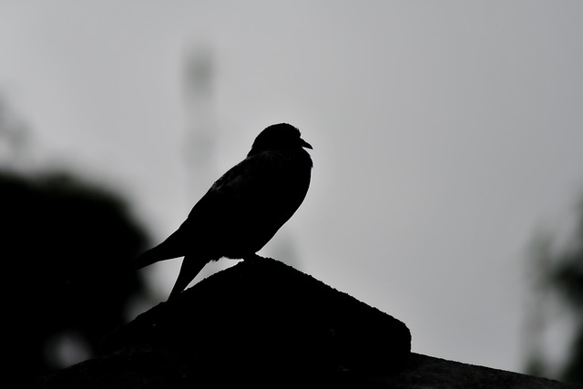 Abstract Air Animal - Free photo on Pixabay - Pixabay