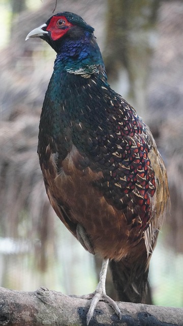 Quail Bird
