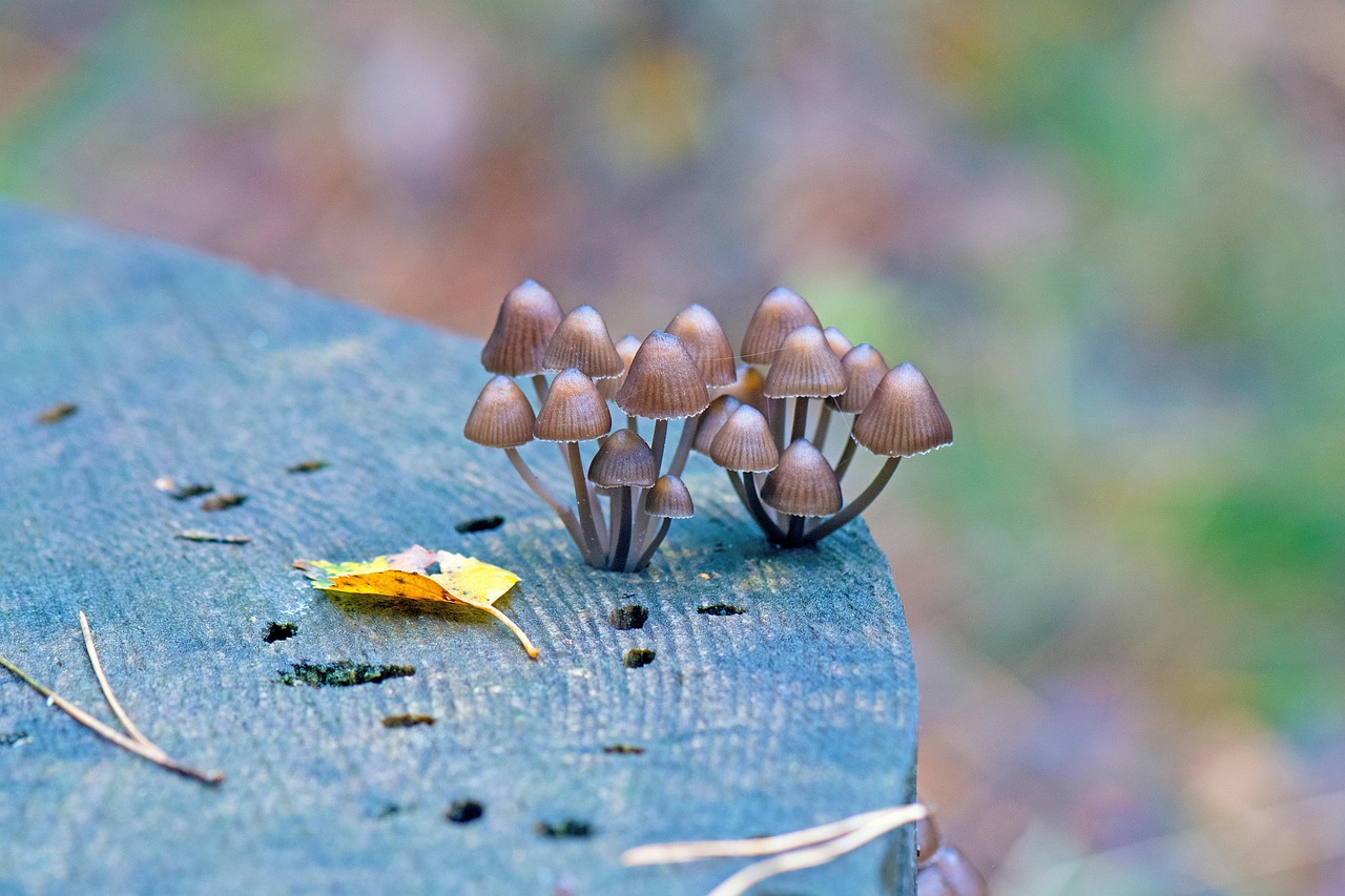 40,000+ Free Fungi Cartoon & Fungi Images - Pixabay