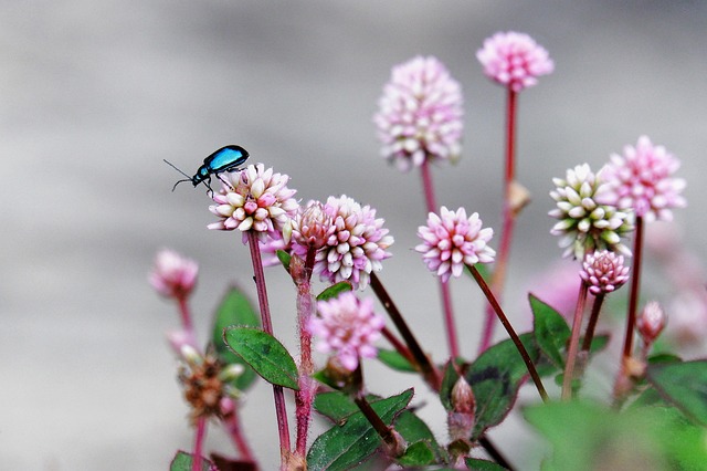 Insect Beetle Flowers - Free photo on Pixabay
