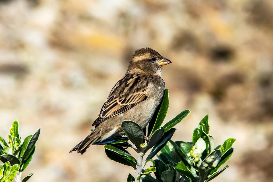 Sparrow Bird Animal - Free photo on Pixabay - Pixabay