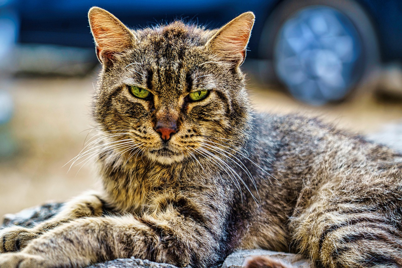 Cat Pet Animal Tabby - Free photo on Pixabay - Pixabay