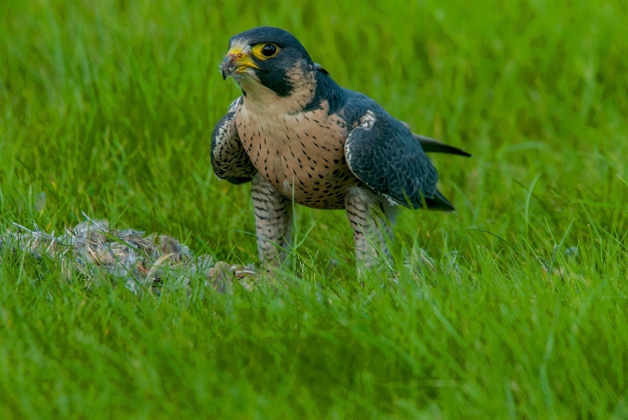 Peregrine Falcon Raptor - Free photo on Pixabay - Pixabay