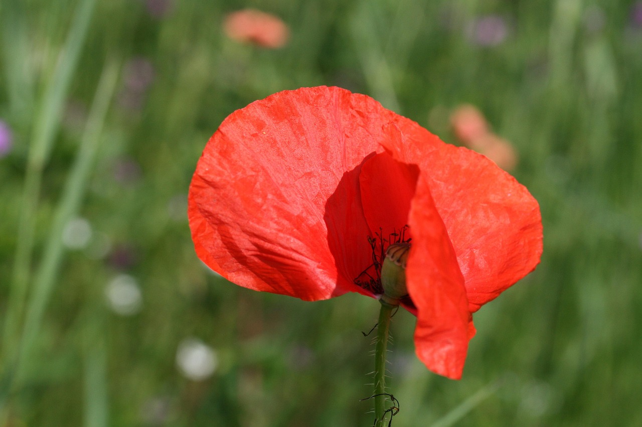 Corn Poppy Mohn Roter Rote - Kostenloses Foto auf Pixabay - Pixabay