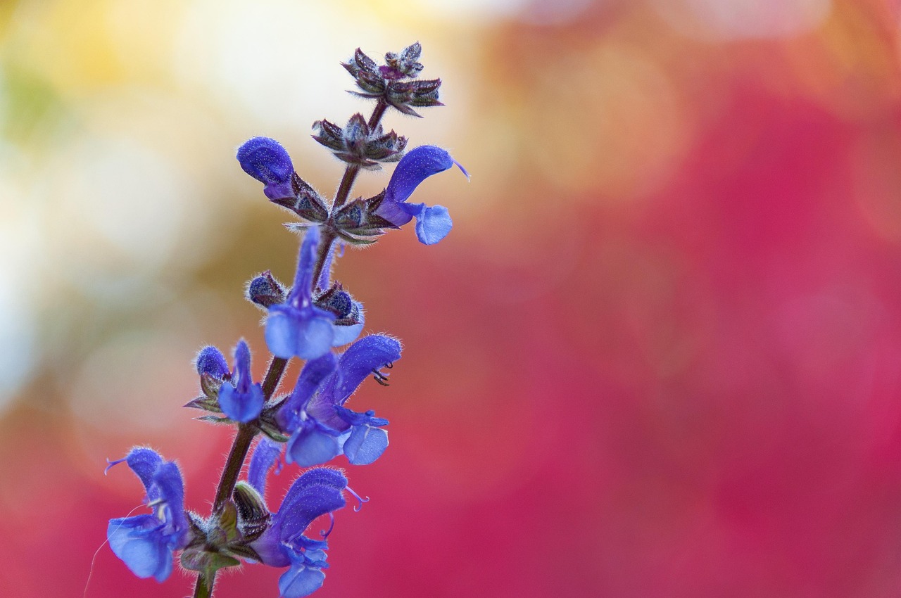 300+ bezplatné Sage Flower a Šalvěj fotografie - Pixabay