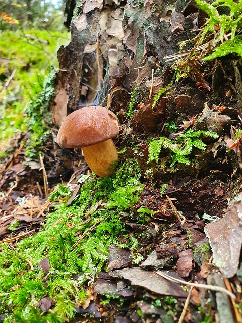 Basidiomycota Champignon - Photo gratuite sur Pixabay - Pixabay
