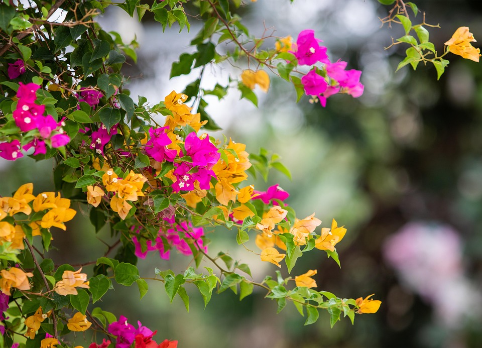 Bunga-Bunga Bugenvil Kebun - Foto gratis di Pixabay - Pixabay