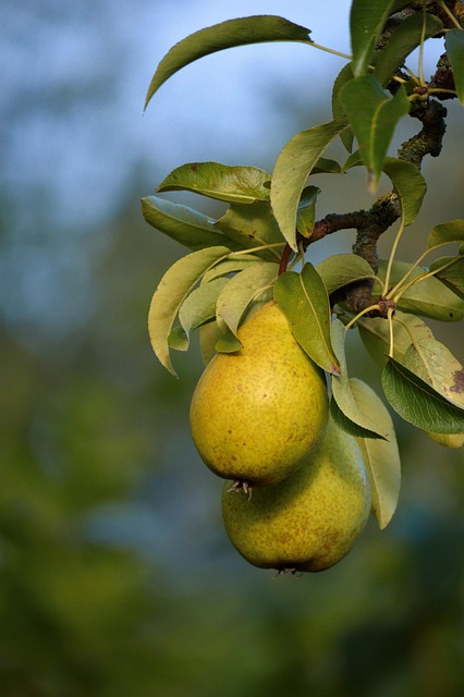 Pears Fruit Branch Pear - Free photo on Pixabay - Pixabay