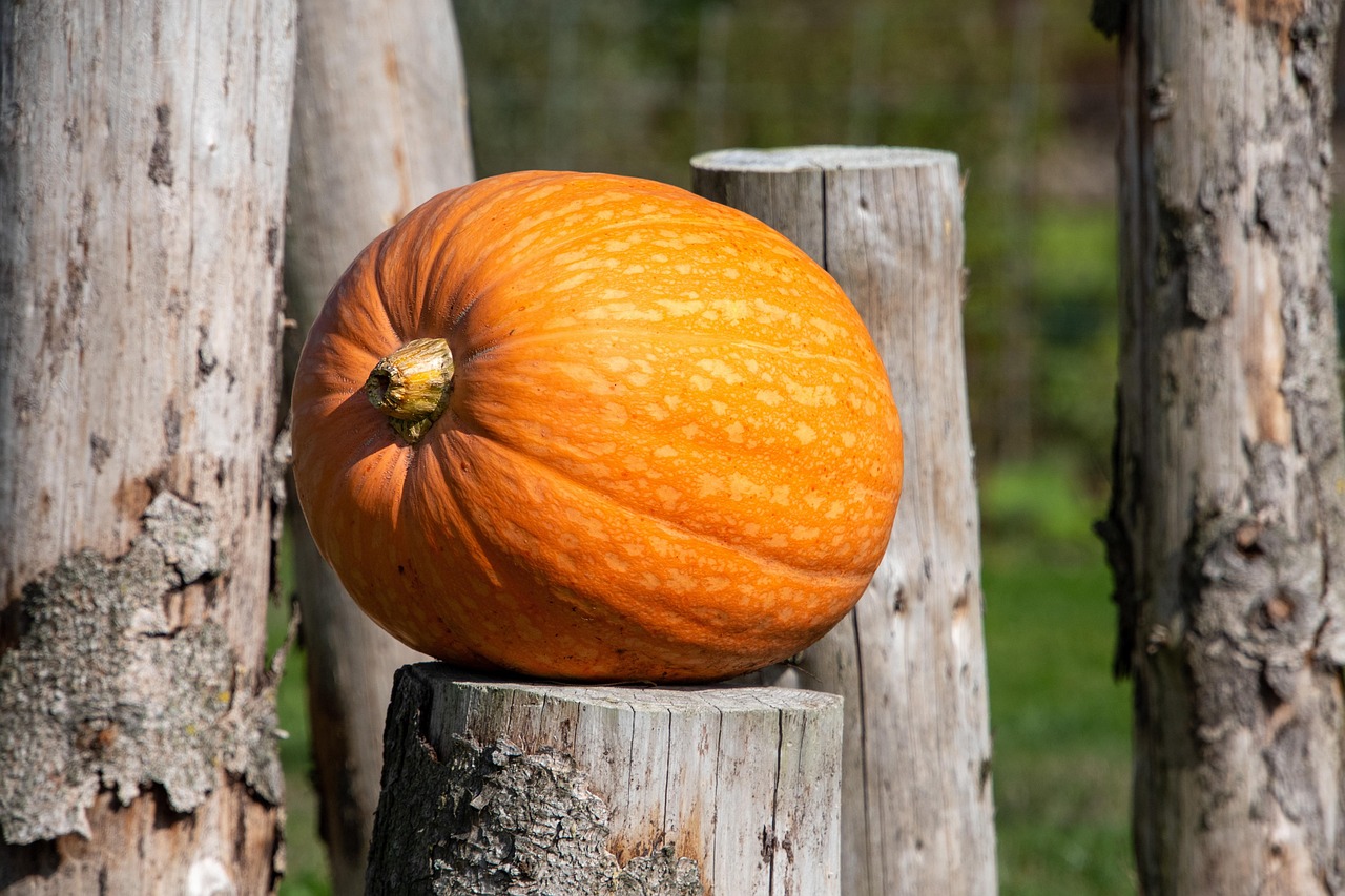 Pumpkin Harvest Orange Fruit - Free photo on Pixabay - Pixabay