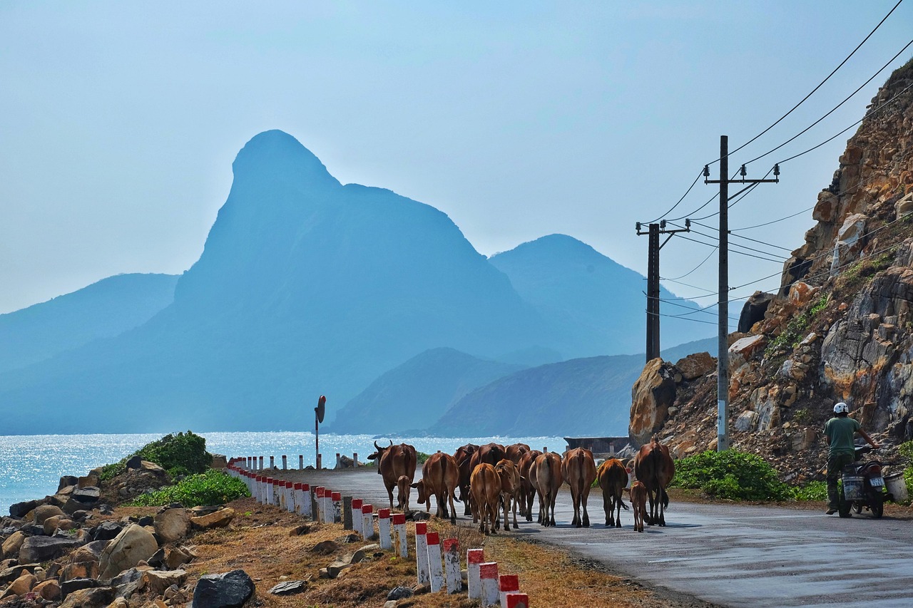 Cow Road Sea - Free photo on Pixabay - Pixabay