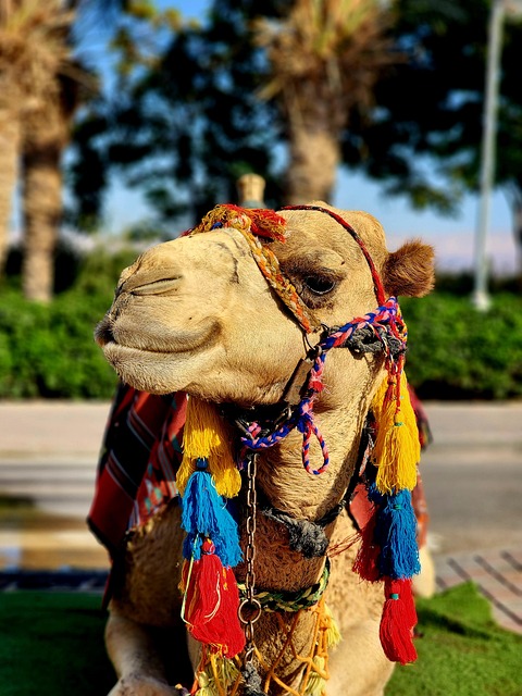 2,000+ Free Camel & Nature Images - Pixabay