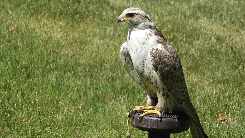 Oiseau Faucon Prédateur De - Photo gratuite sur Pixabay