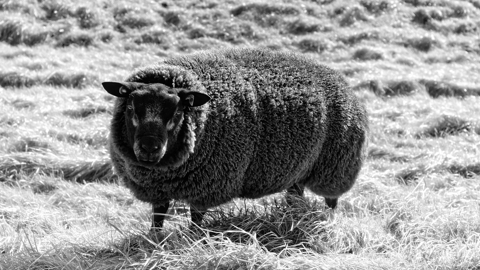 Le Mouton Gazon Nature - Photo gratuite sur Pixabay