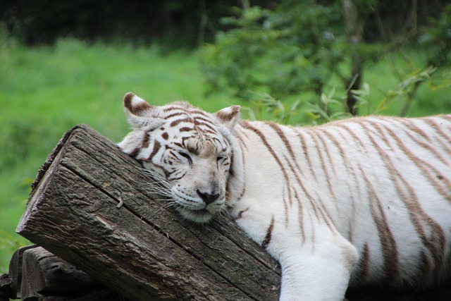 30,000+ Free タイガーロングウィング & White Tiger Photos - Pixabay