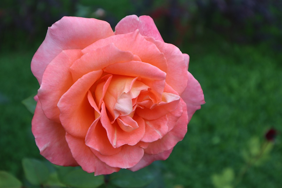 Rose Pink Flower - Free photo on Pixabay