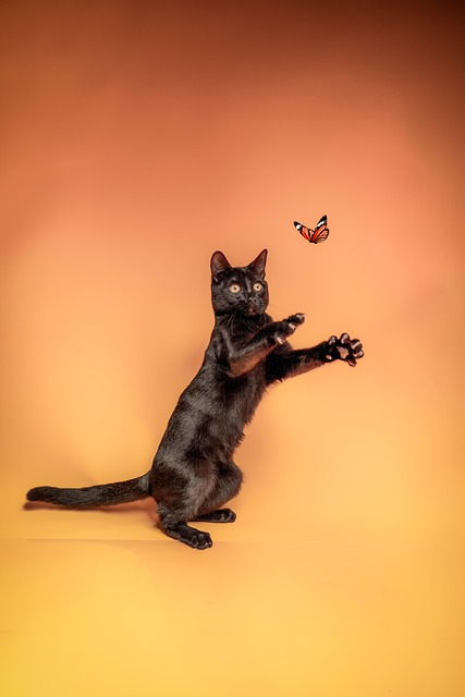 20,000+ Free Cat Photo & Pet Images - Pixabay