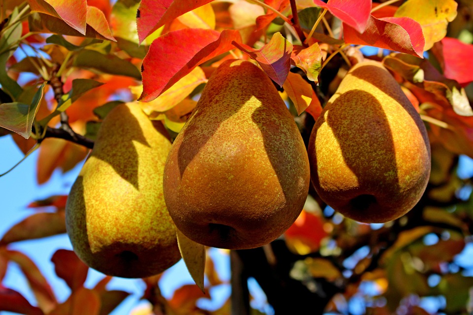 Poires Des Fruits Arbre - Photo gratuite sur Pixabay - Pixabay