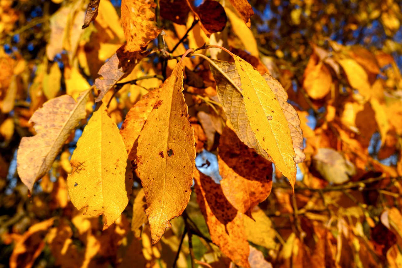 Leaves Tree Fall Yellow - Free photo on Pixabay