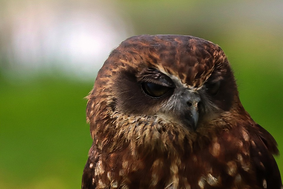 Bird Uhu Owl - Free photo on Pixabay - Pixabay