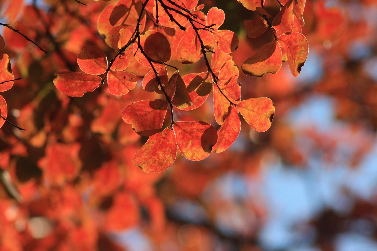 80,000+ Free Autumn Equinox & Autumn Images - Pixabay