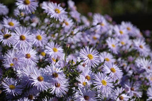 Flowers Asters - Free photo on Pixabay