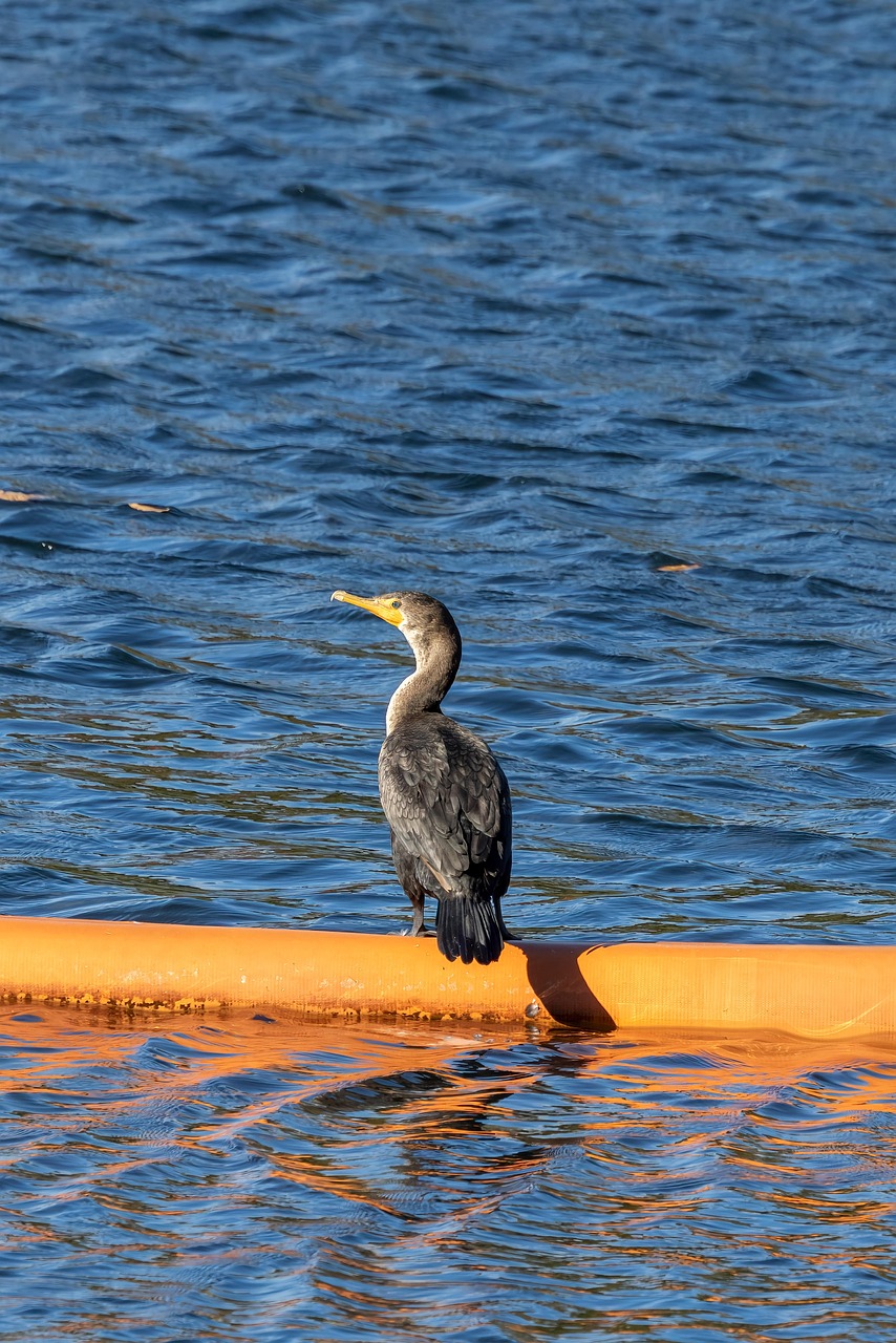 Birds Cormorant Wildlife - Free photo on Pixabay - Pixabay