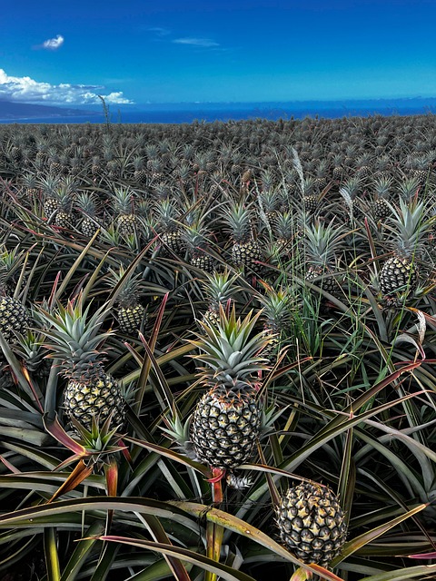 Pineapple Fruit Plantation - Free photo on Pixabay - Pixabay