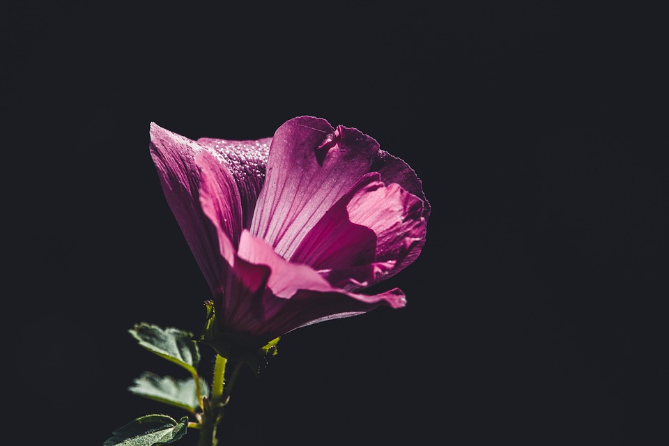 Flower Purple - Free photo on Pixabay