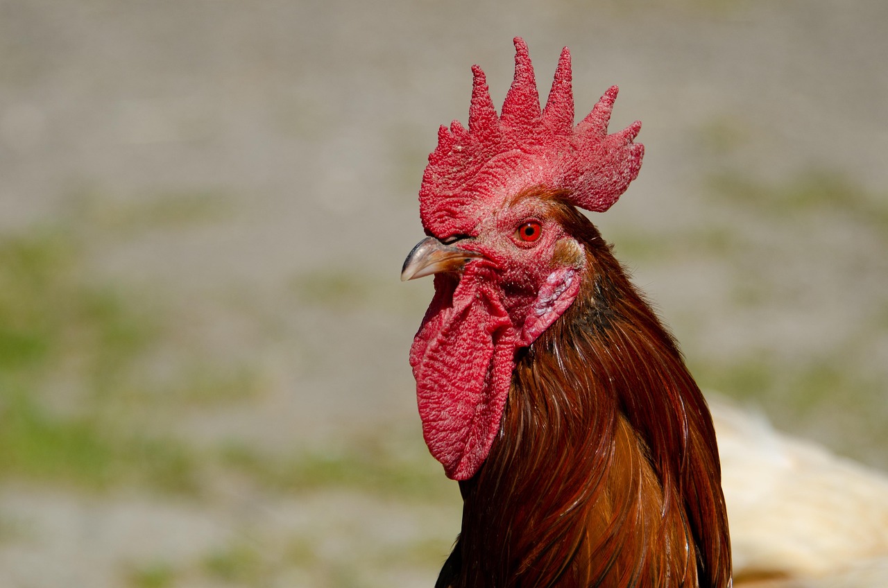 Pollo Pico Ojo - Foto gratis en Pixabay - Pixabay