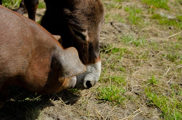 Pig Donkey Pasture - Free photo on Pixabay