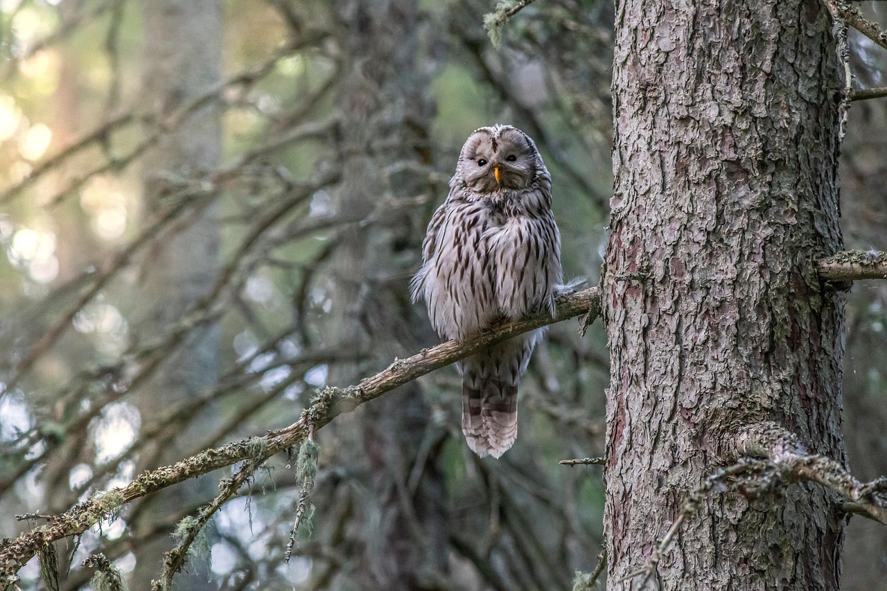 Ural Owl Strix Uralensis Bird - Free photo on Pixabay - Pixabay
