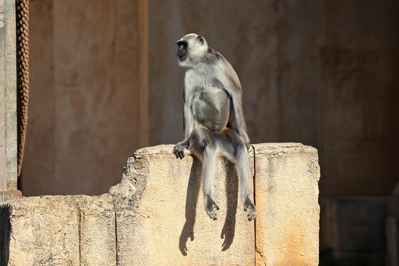 Primate Ape Animal - Free photo on Pixabay - Pixabay