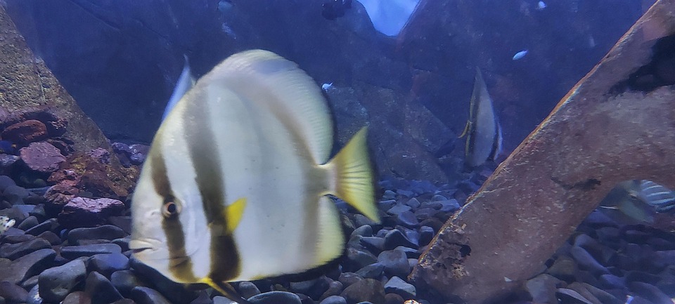 Fish Aquarium - Free photo on Pixabay - Pixabay