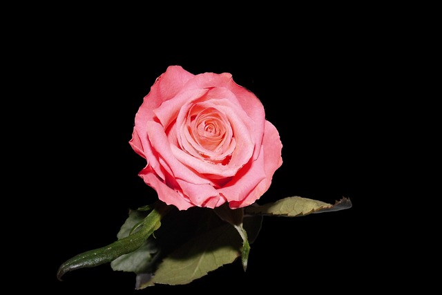 Pinke Rose Blume Pflanze - Kostenloses Foto auf Pixabay - Pixabay