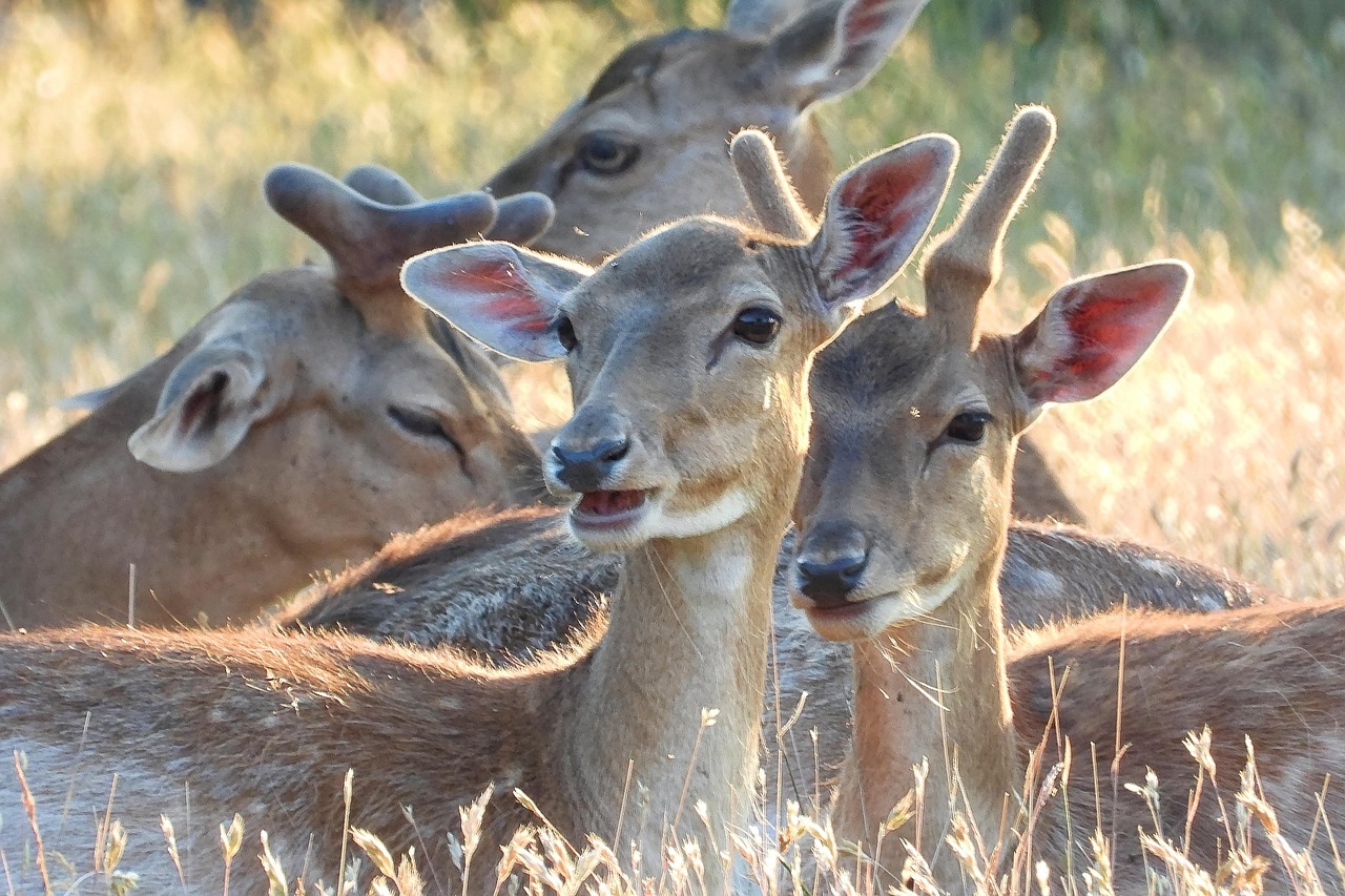 Deer Fallow Antler - Free photo on Pixabay - Pixabay
