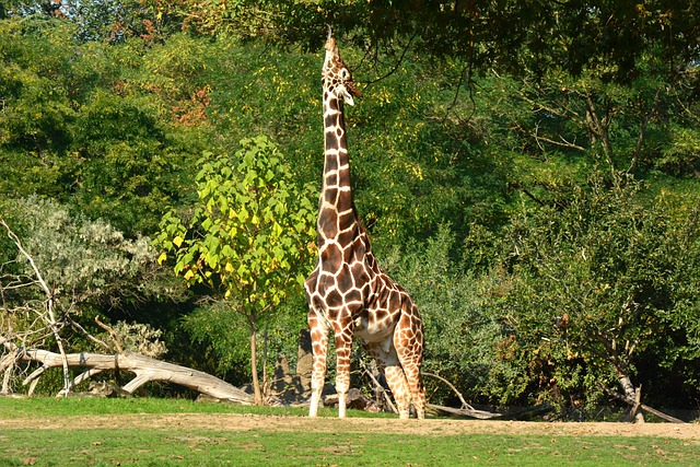 Giraffe Wildlife Nature - Free photo on Pixabay - Pixabay