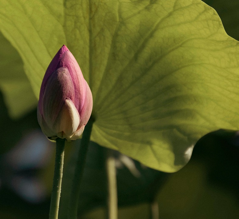 Lotus Flower Plant - Free photo on Pixabay