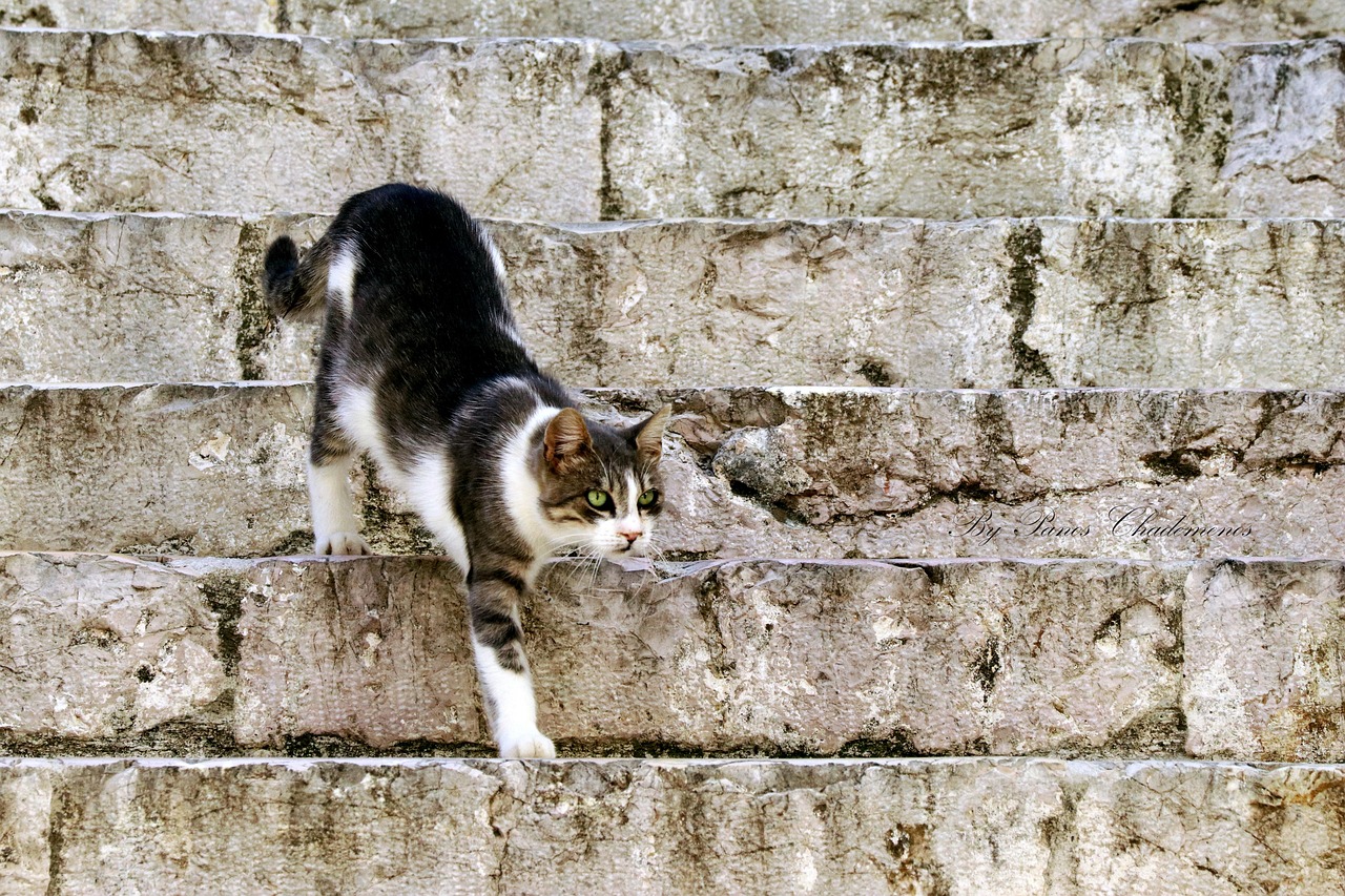 Animal Felino - Foto gratis en Pixabay - Pixabay