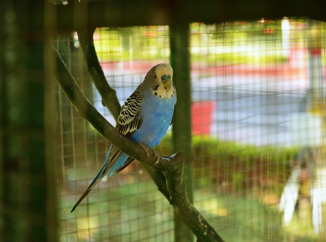 Budgerigar Bird Animal - Free photo on Pixabay