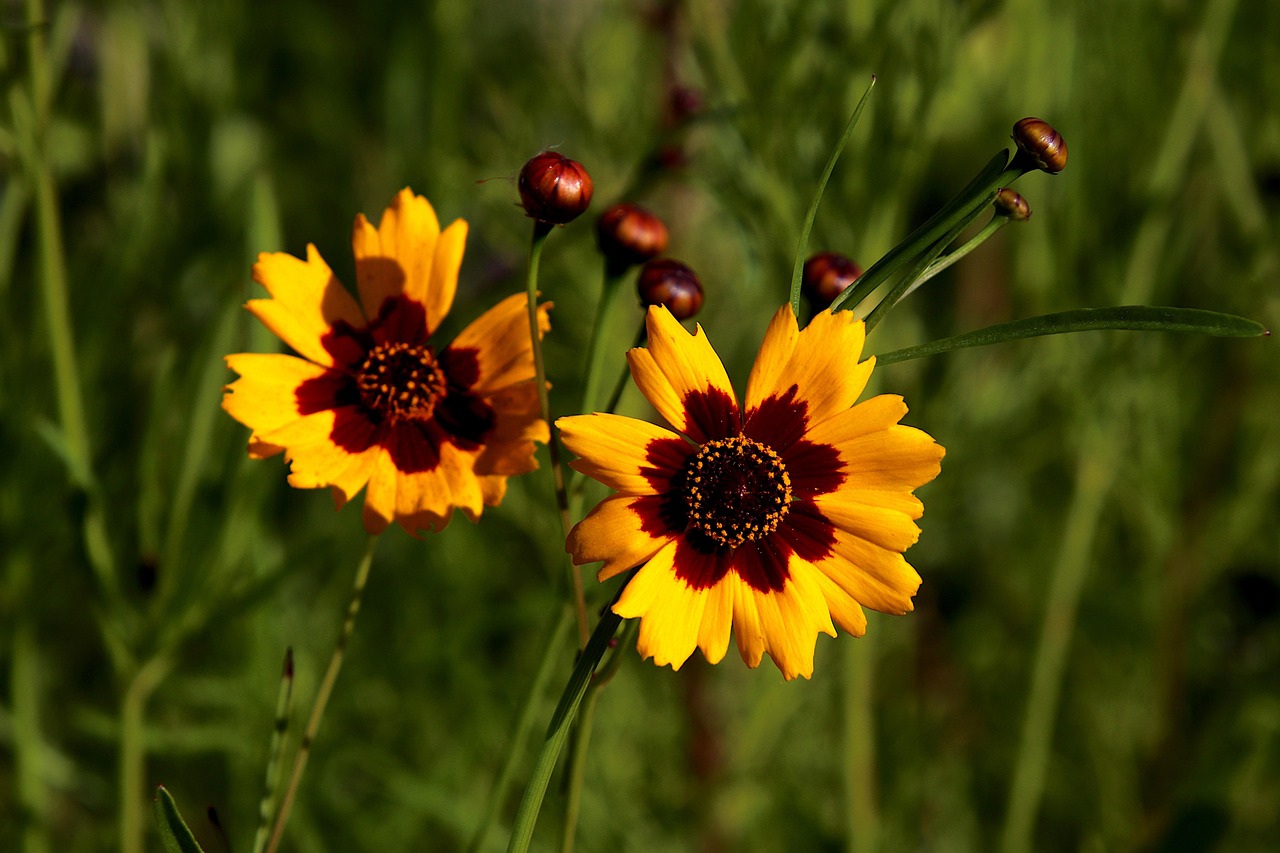 Flowers Plants Two-Tone - Free photo on Pixabay