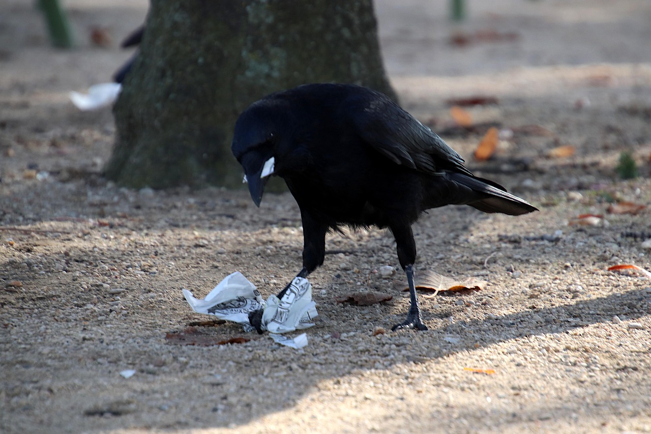 Raven Crow Bird - Free photo on Pixabay - Pixabay