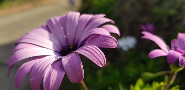 Beautiful Flowers - Free photo on Pixabay - Pixabay