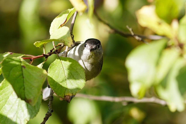 Blackcap Eurasian Bird - Free photo on Pixabay - Pixabay