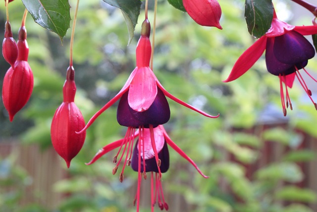 Flor Arbusto Perene - Foto gratuita no Pixabay