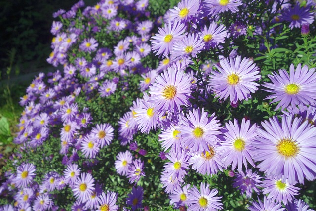 Asters Herbstastern Fall - Free photo on Pixabay
