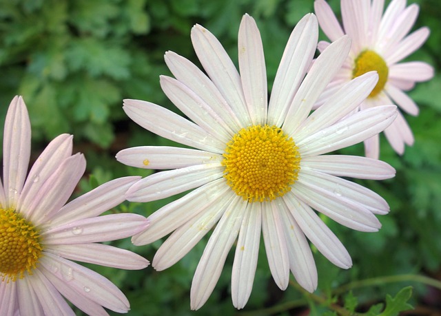 Plant Garden Flower - Free photo on Pixabay