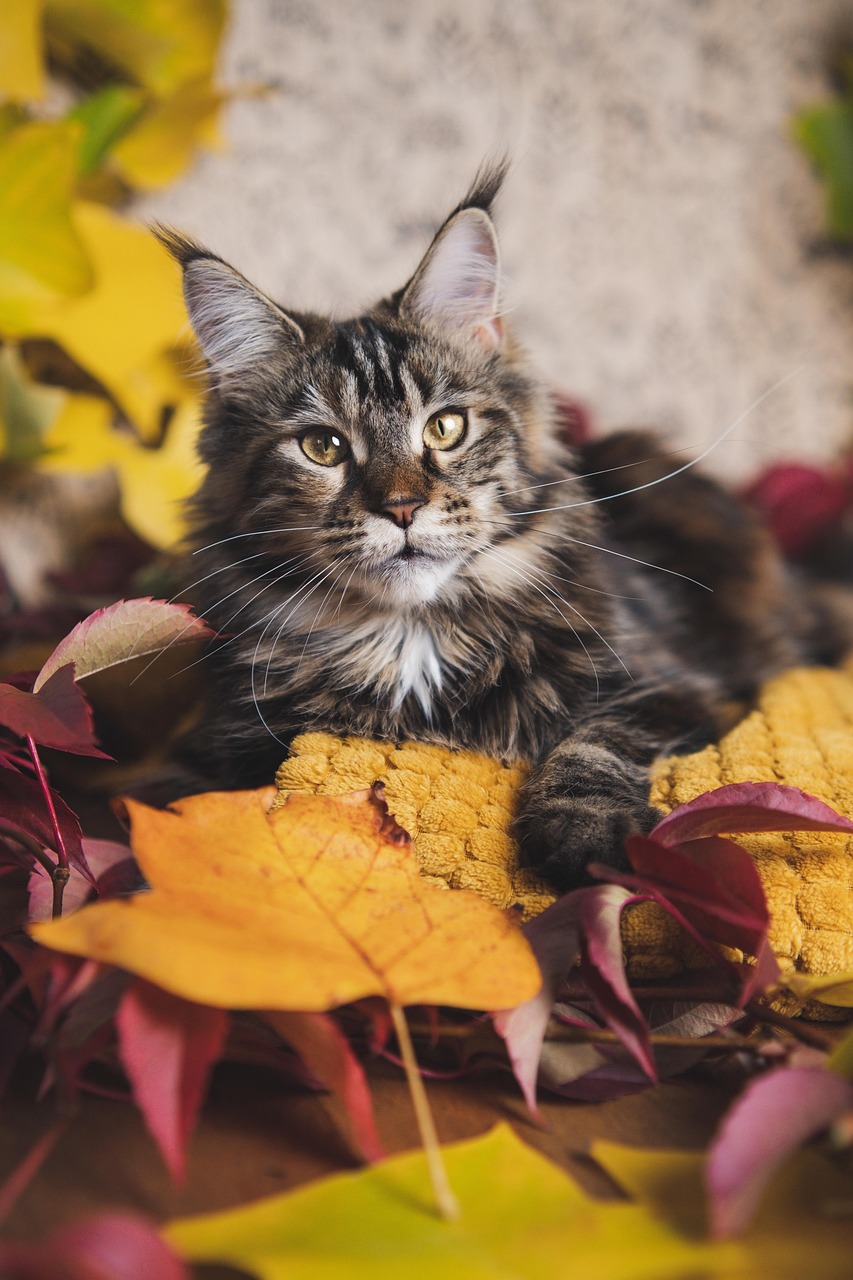 50,000+ Free Maine-Coon Cat & Maine Coon Images - Pixabay