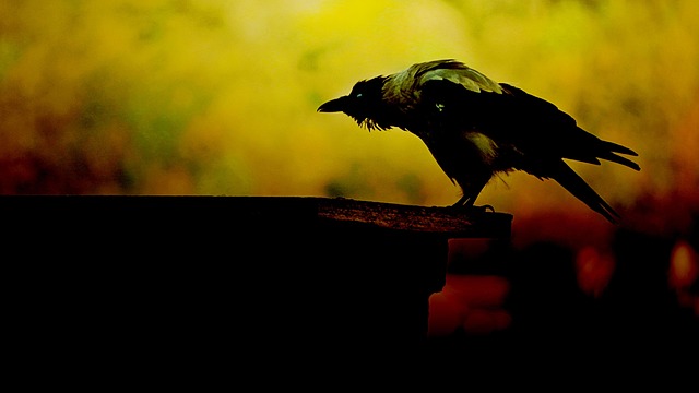 Cuervo Pájaro Corvus Córnix - Foto gratis en Pixabay - Pixabay