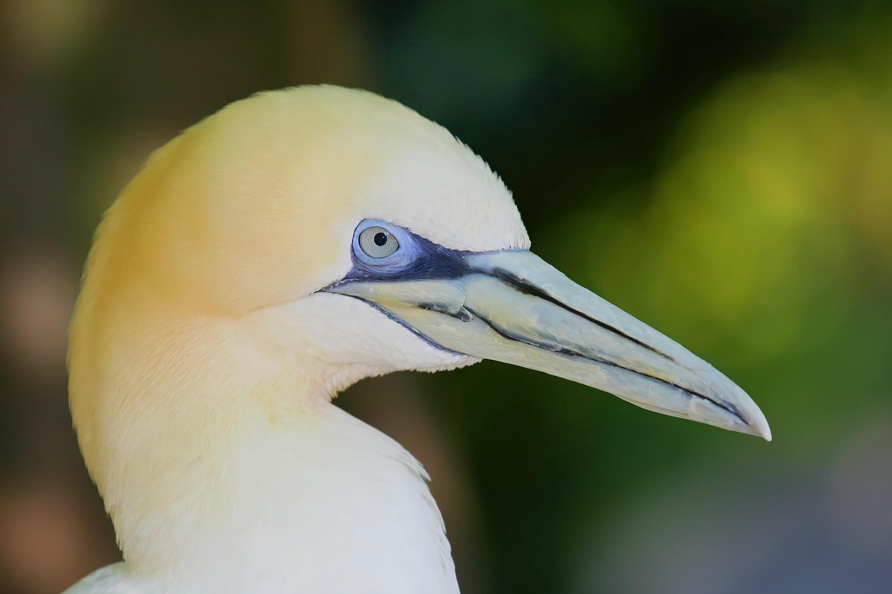 Gannet Seabird Hd Wallpaper Gannet, Bird, Flying, Ocean, HD Wallpaper