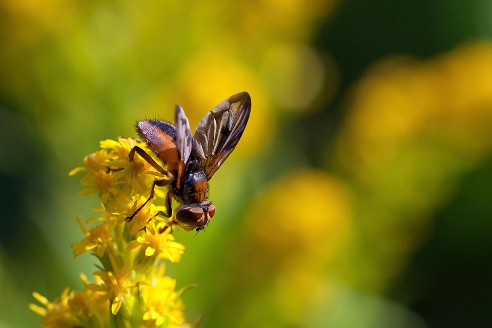 Fly Insect Flower - Free photo on Pixabay - Pixabay